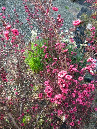 ビールで晩酌画像掲示板